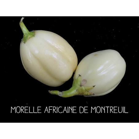 Morelle africaine de Montreuil