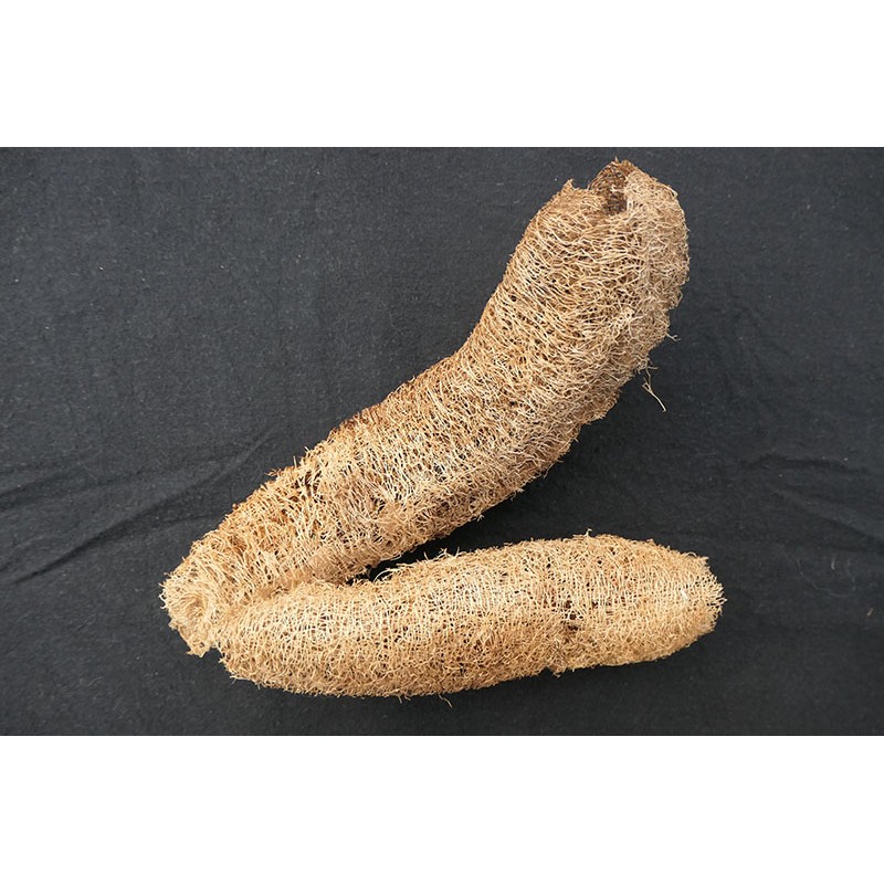 Éponge végétale Luffa - LUFFA CYLINDRICA