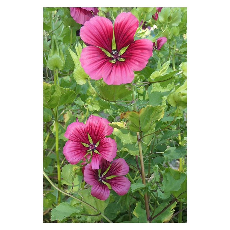 Malopeà 3 lobes MALOPE TRIFIDA